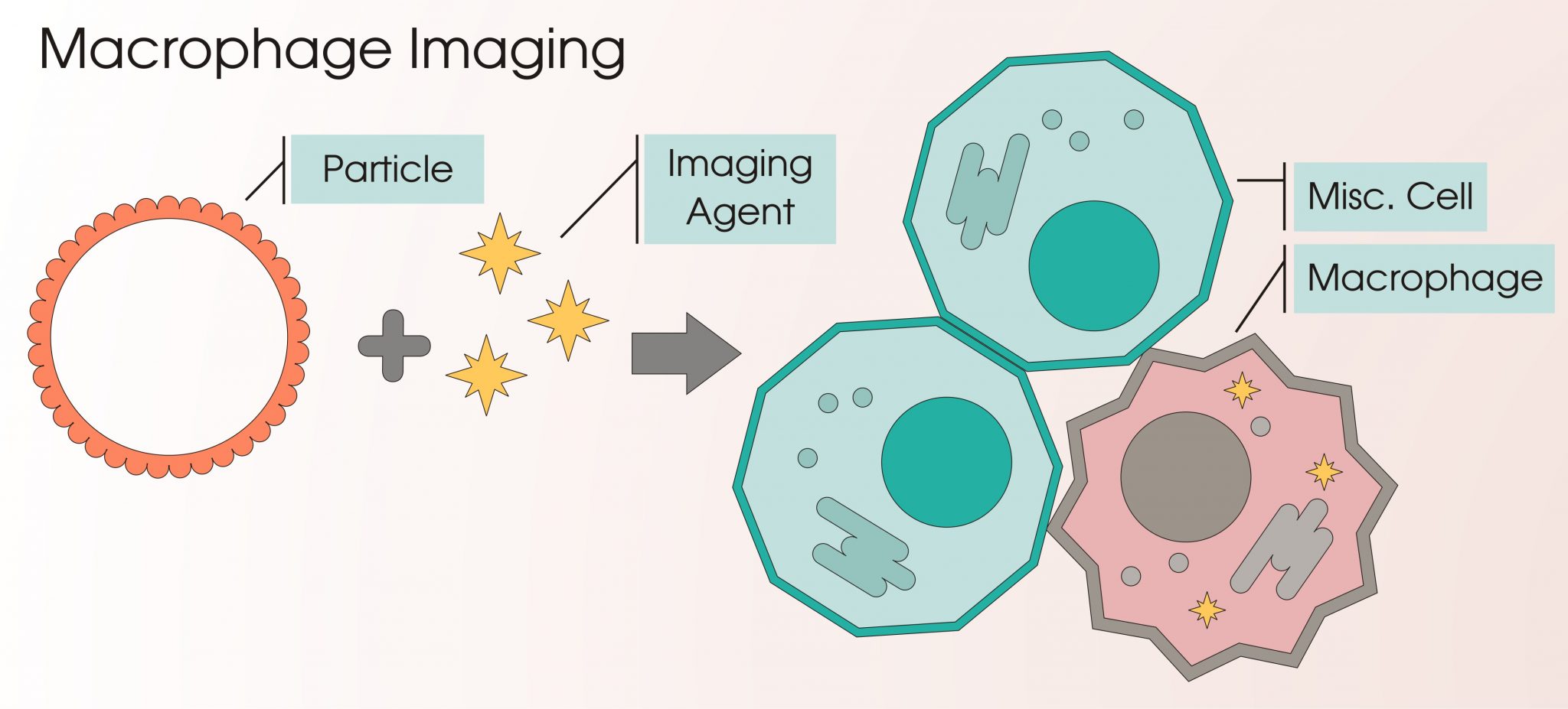 Macrophage Imaging - SignaBlok
